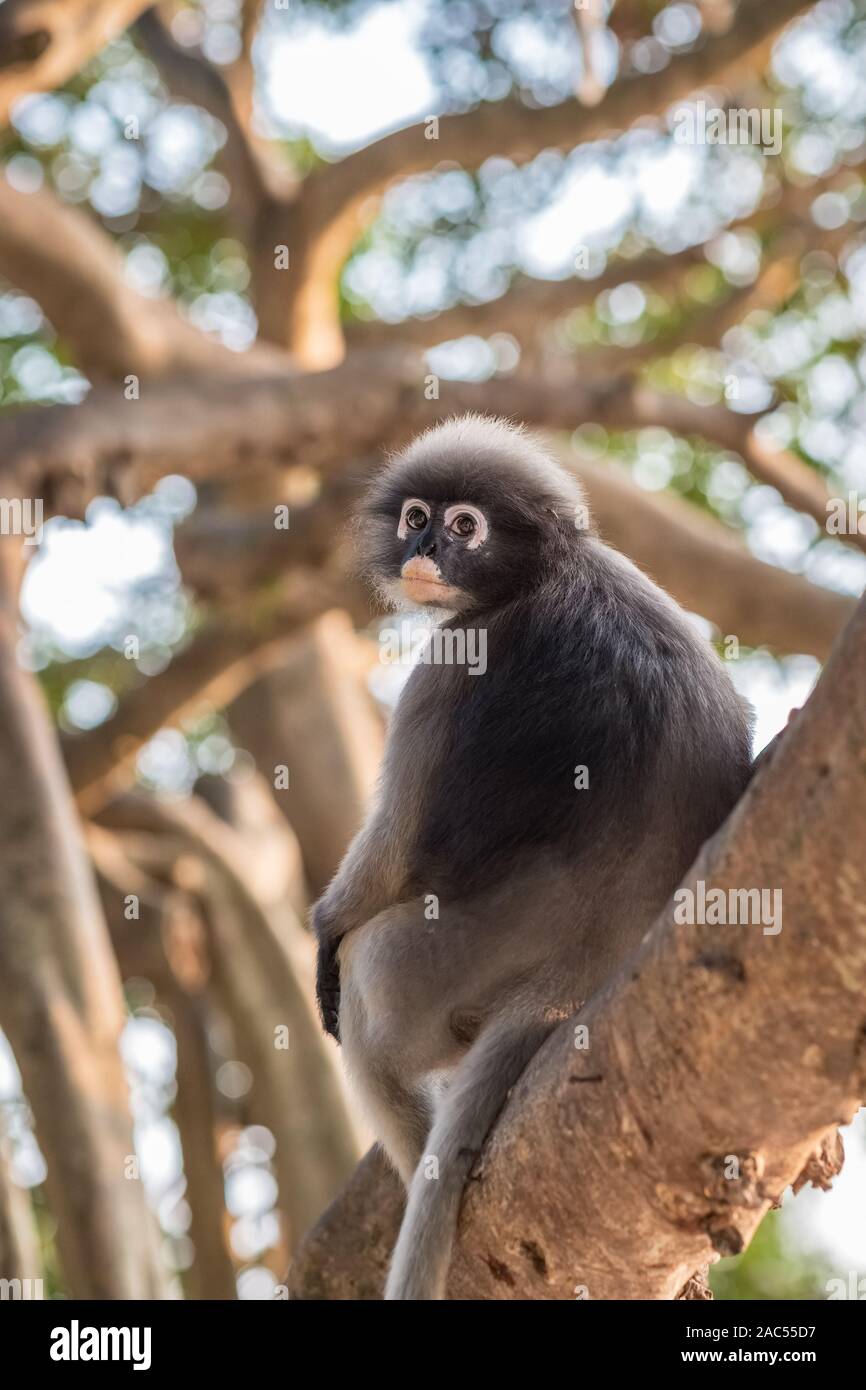 Dusky leaf monkey sitting on a tree branch Stock Photo - Alamy