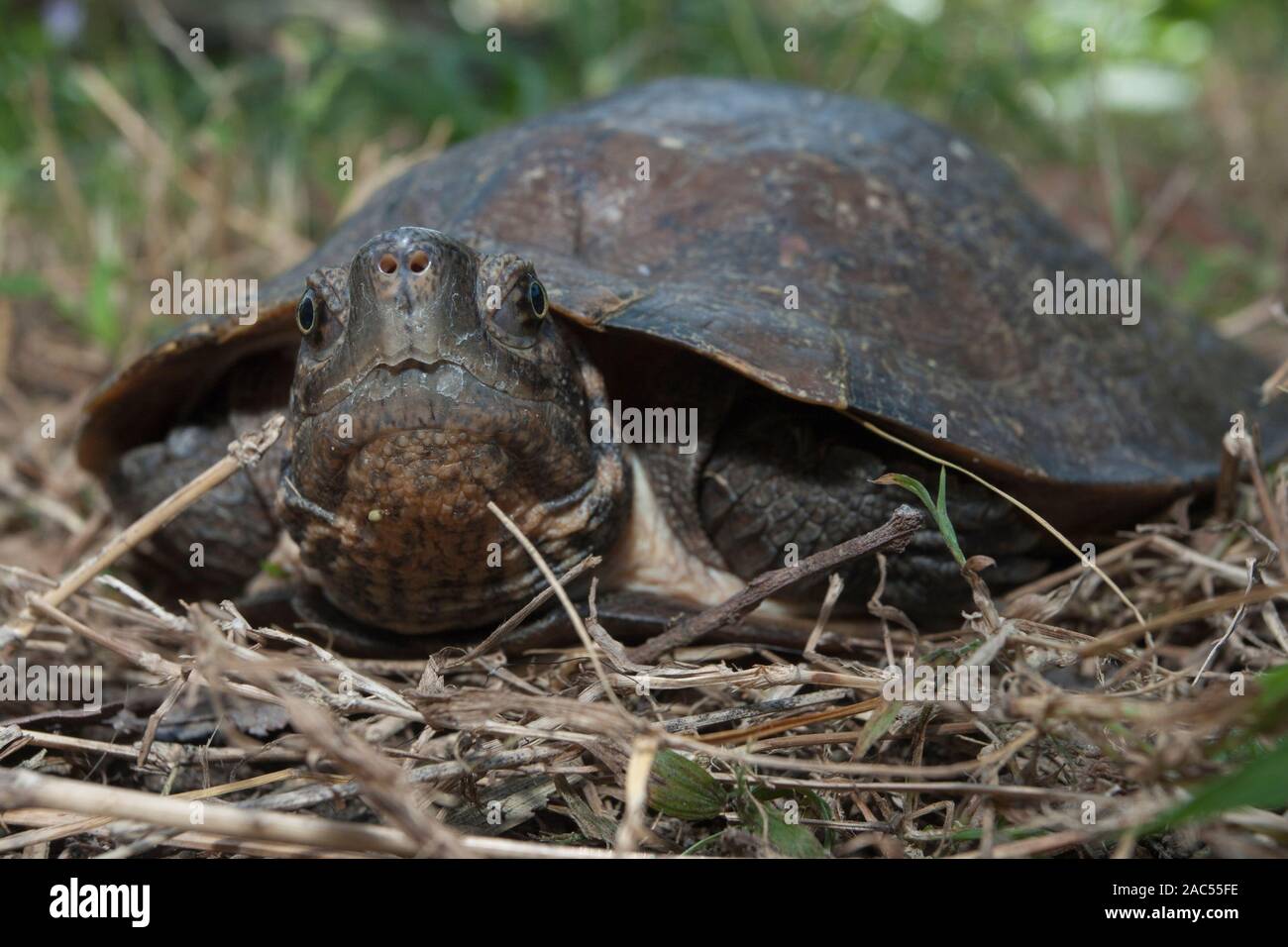 Asian leaf turtles hi-res stock photography and images - Alamy