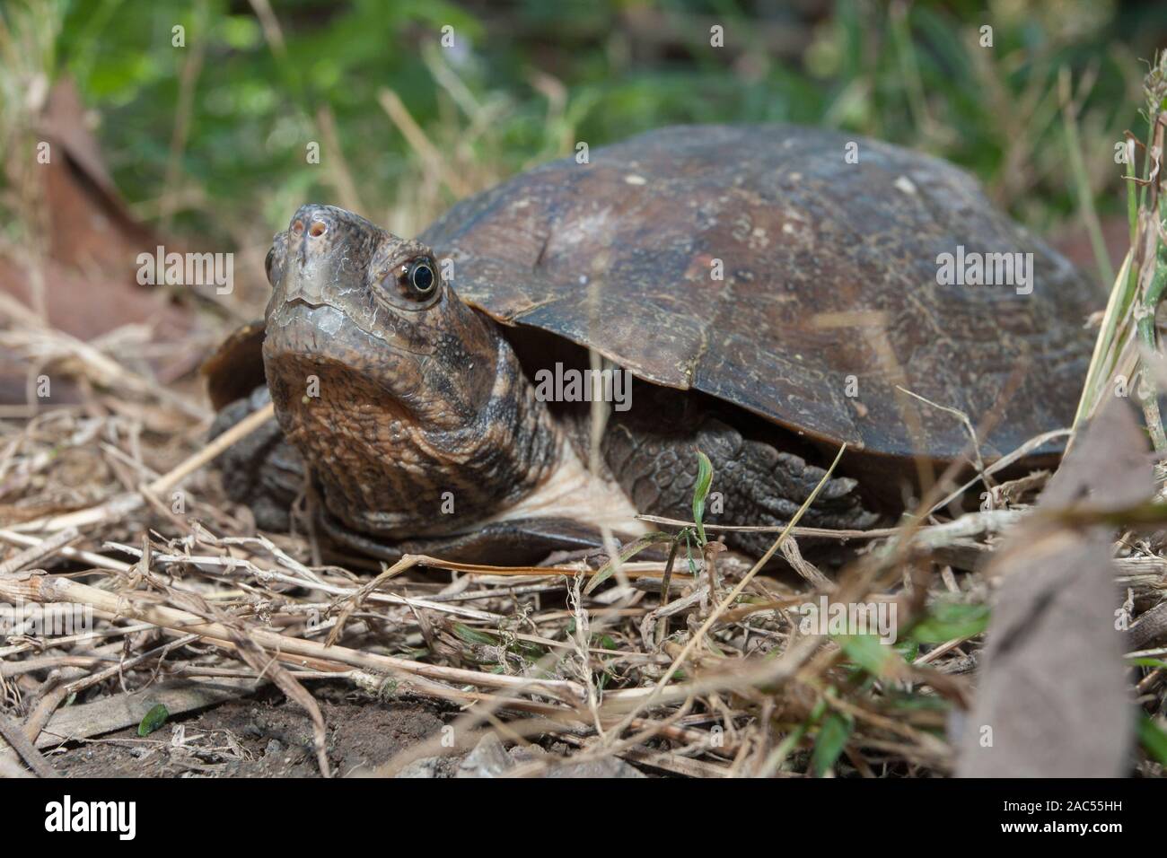 Asian leaf turtles hi-res stock photography and images - Alamy