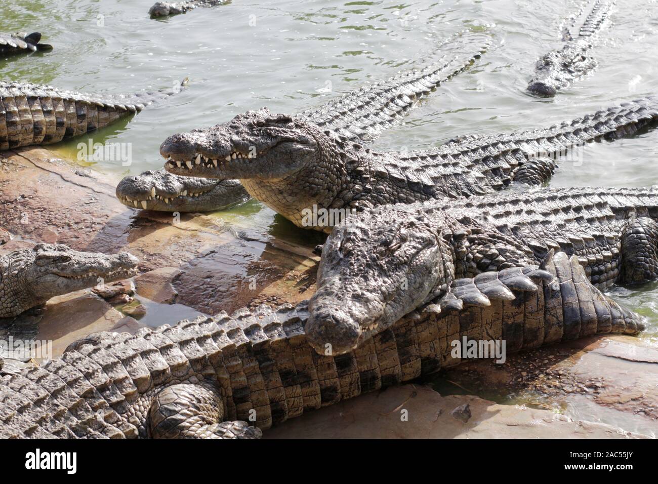 Cro coded in water hi-res stock photography and images - Alamy