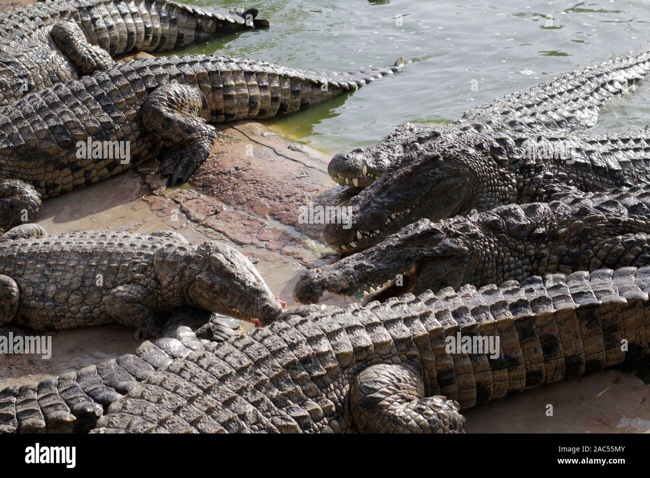 Crocodiles gathered for feeding, they are waiting for food. Crocodiles ...