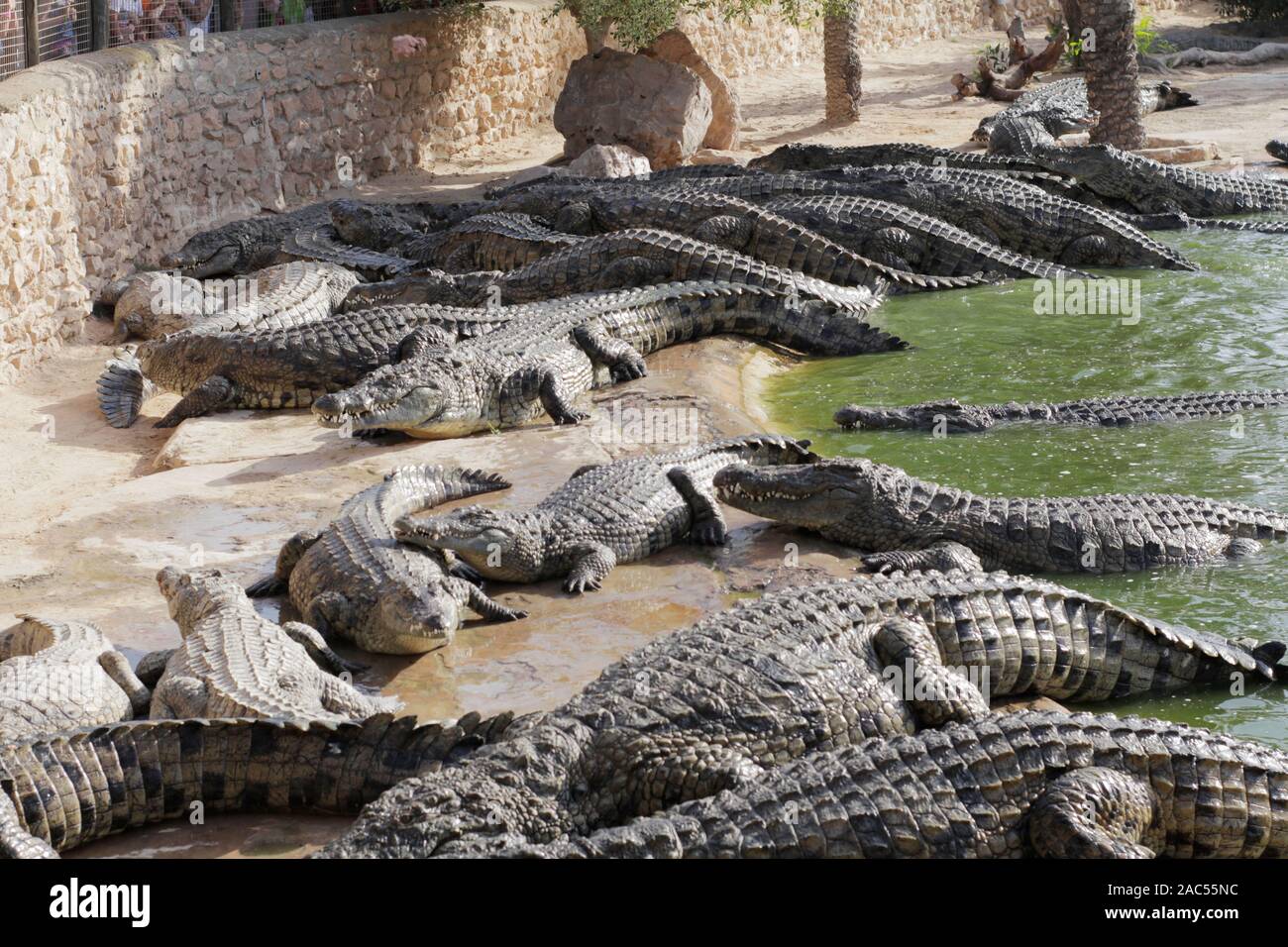 Crocodiles gathered for feeding, they are waiting for food. Crocodiles ...