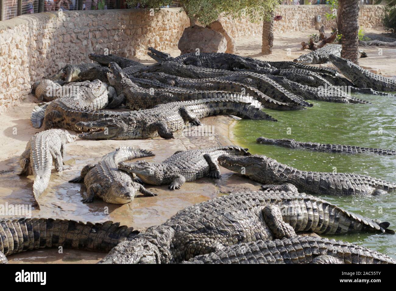 Crocodiles gathered for feeding, they are waiting for food. Crocodiles ...