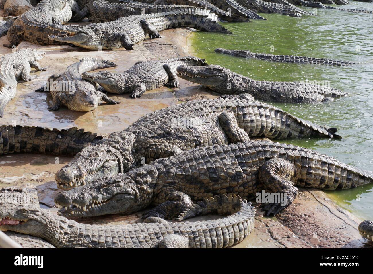 Crocodile meat food hi-res stock photography and images - Alamy