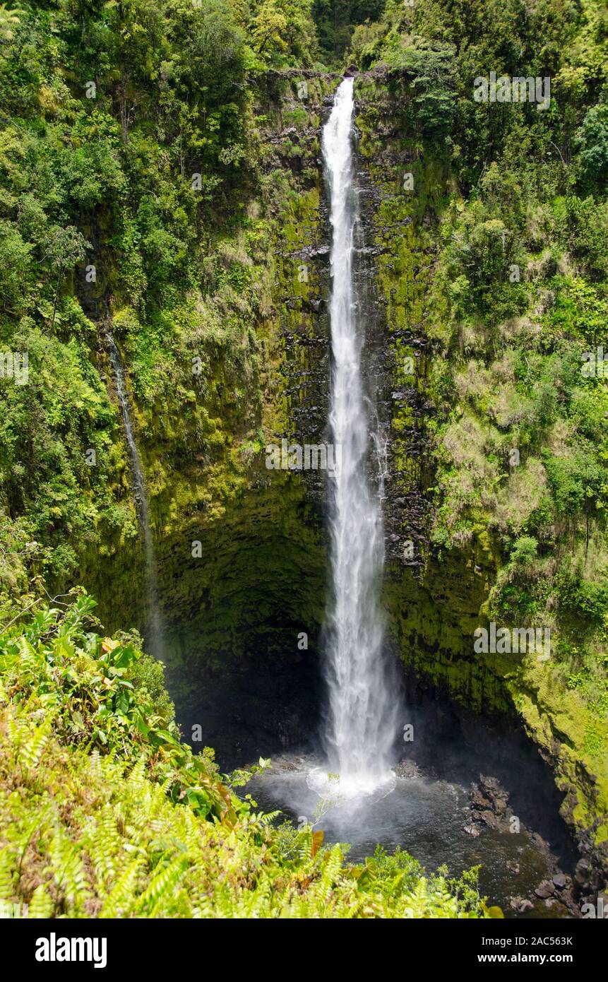 Beautiful 'Akaka Falls is 442 feet tall along a 0.4-mile loop hiking ...