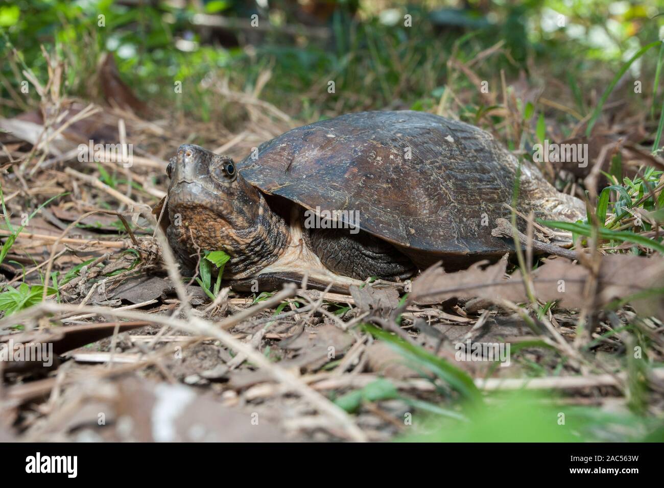 Asian leaf turtles hi-res stock photography and images - Alamy