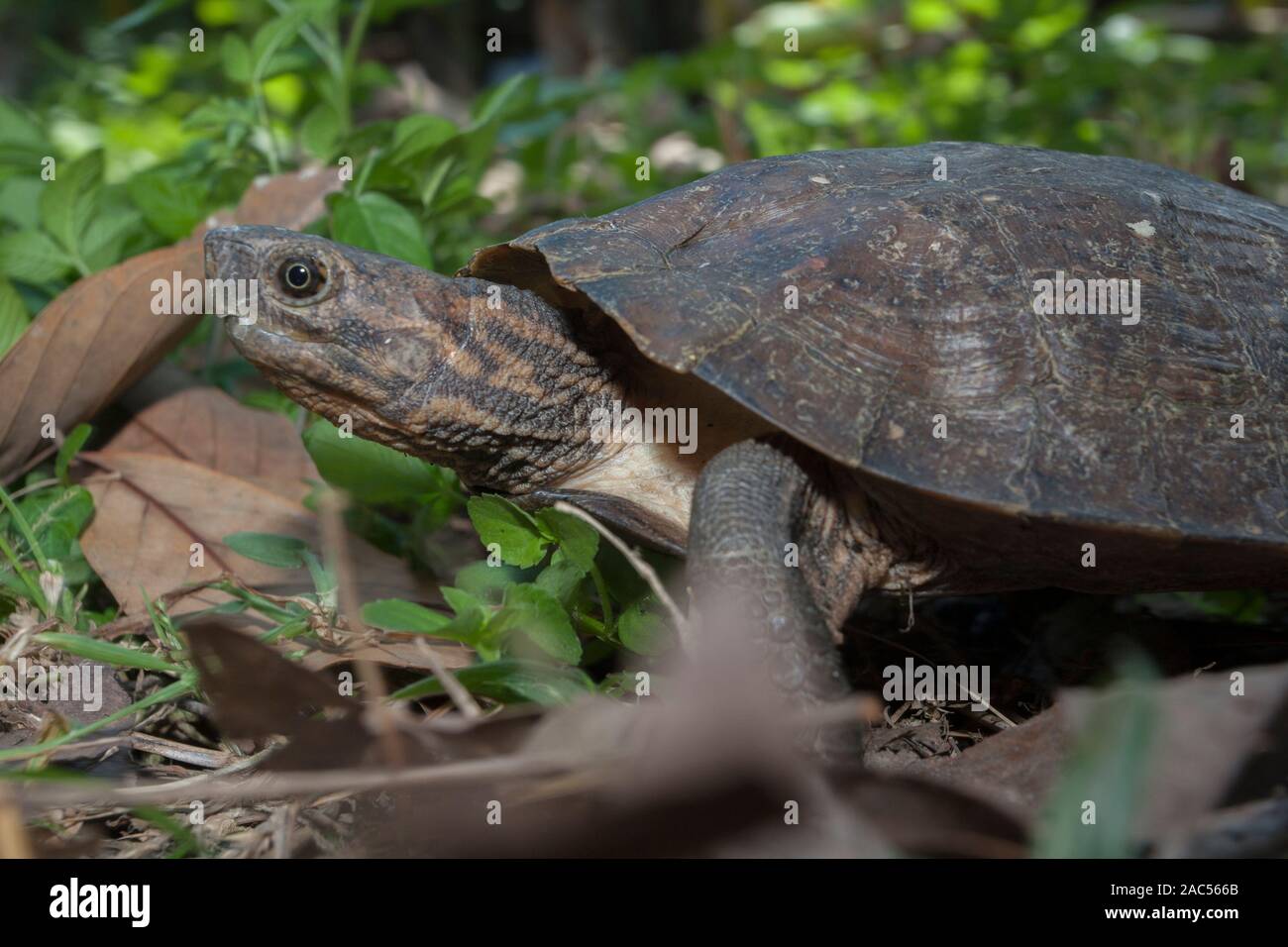 Cyclemys Dentata Asian Leaf Turtle High Resolution Stock Photography ...
