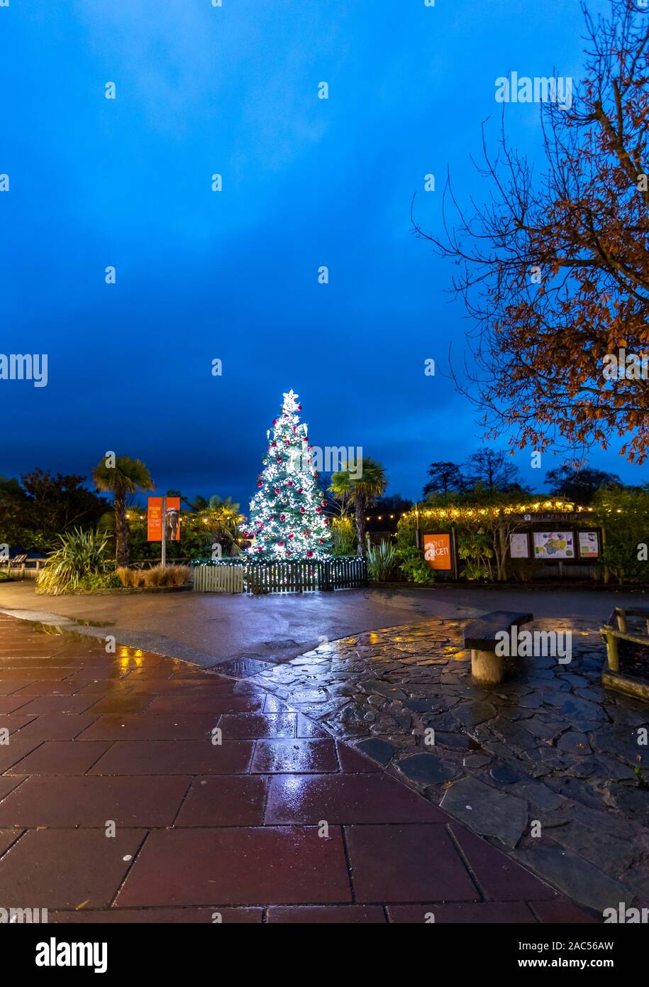 Christmas tree and decorations. Night time at Chester Zoo, Chester. UK ...