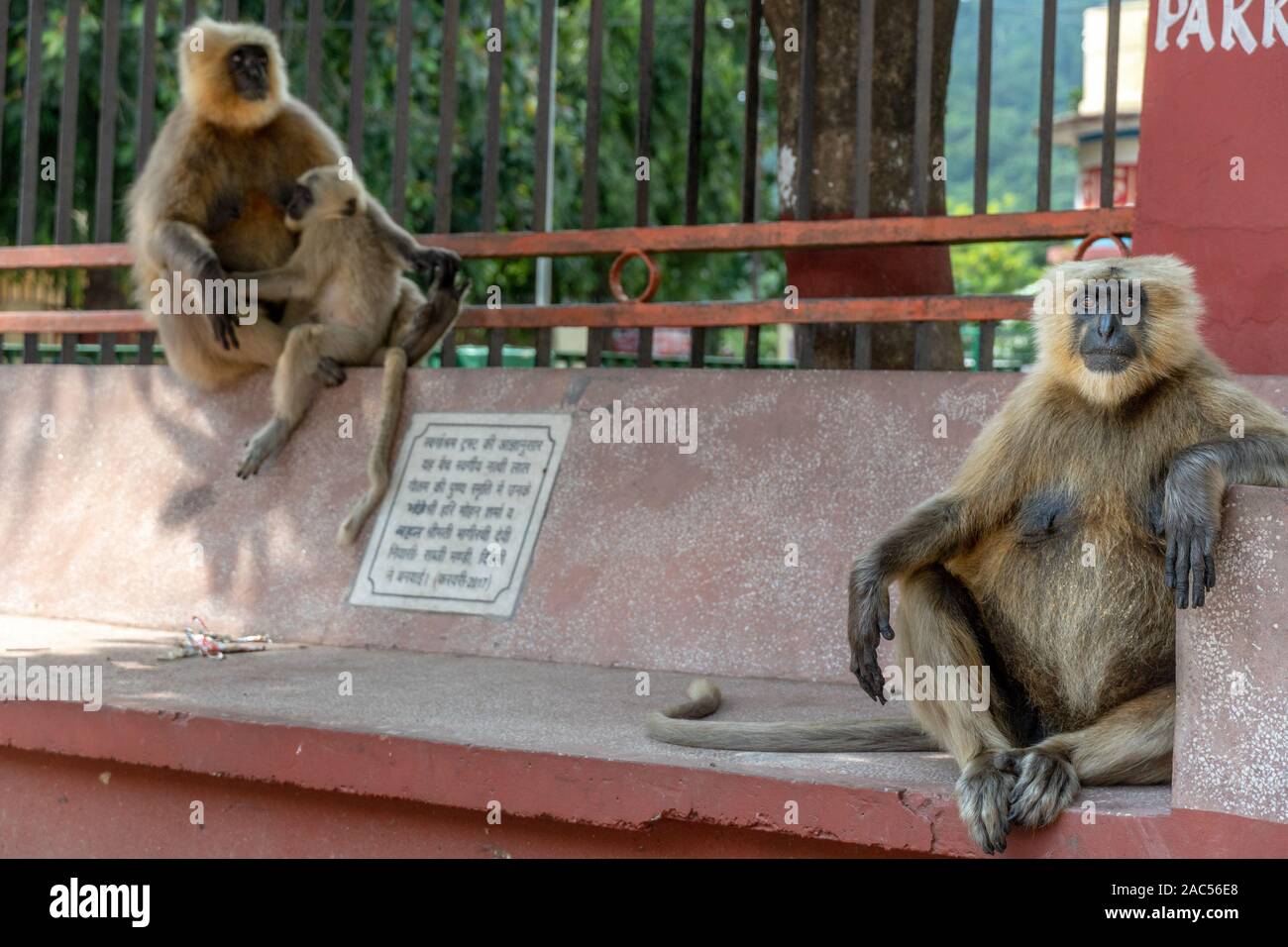 Large monkeys sitting on bench in Rishikesh India Stock Photo - Alamy