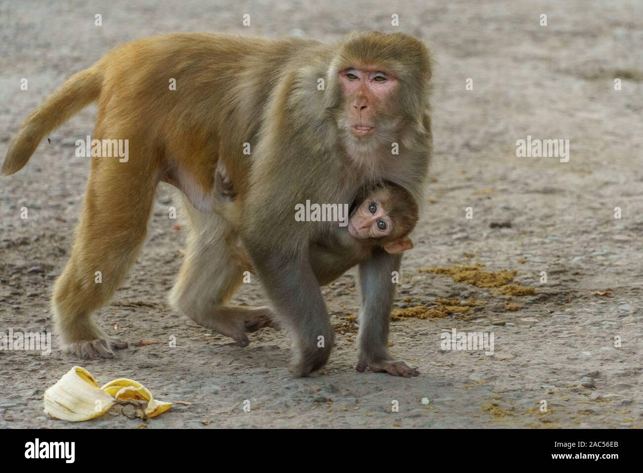 Variety of monkeys in the Indian city of Rishikesh Stock Photo - Alamy