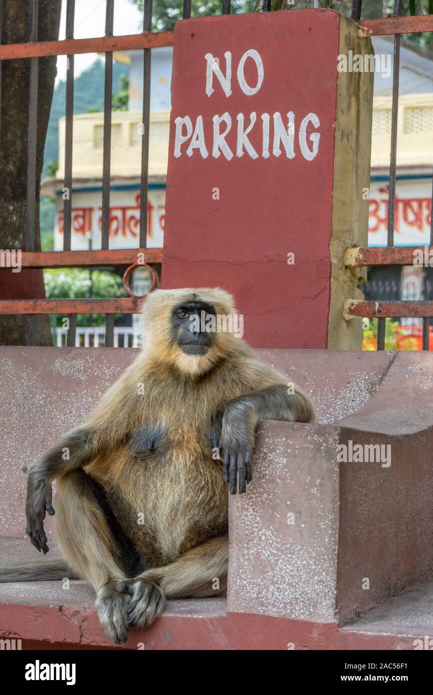 Large grey monkey sitting on bench in Rishikesh India Stock Photo - Alamy