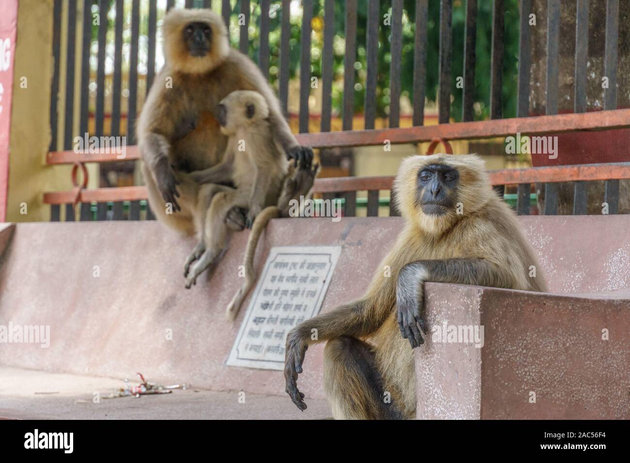 Large monkeys sitting on bench in Rishikesh India Stock Photo - Alamy