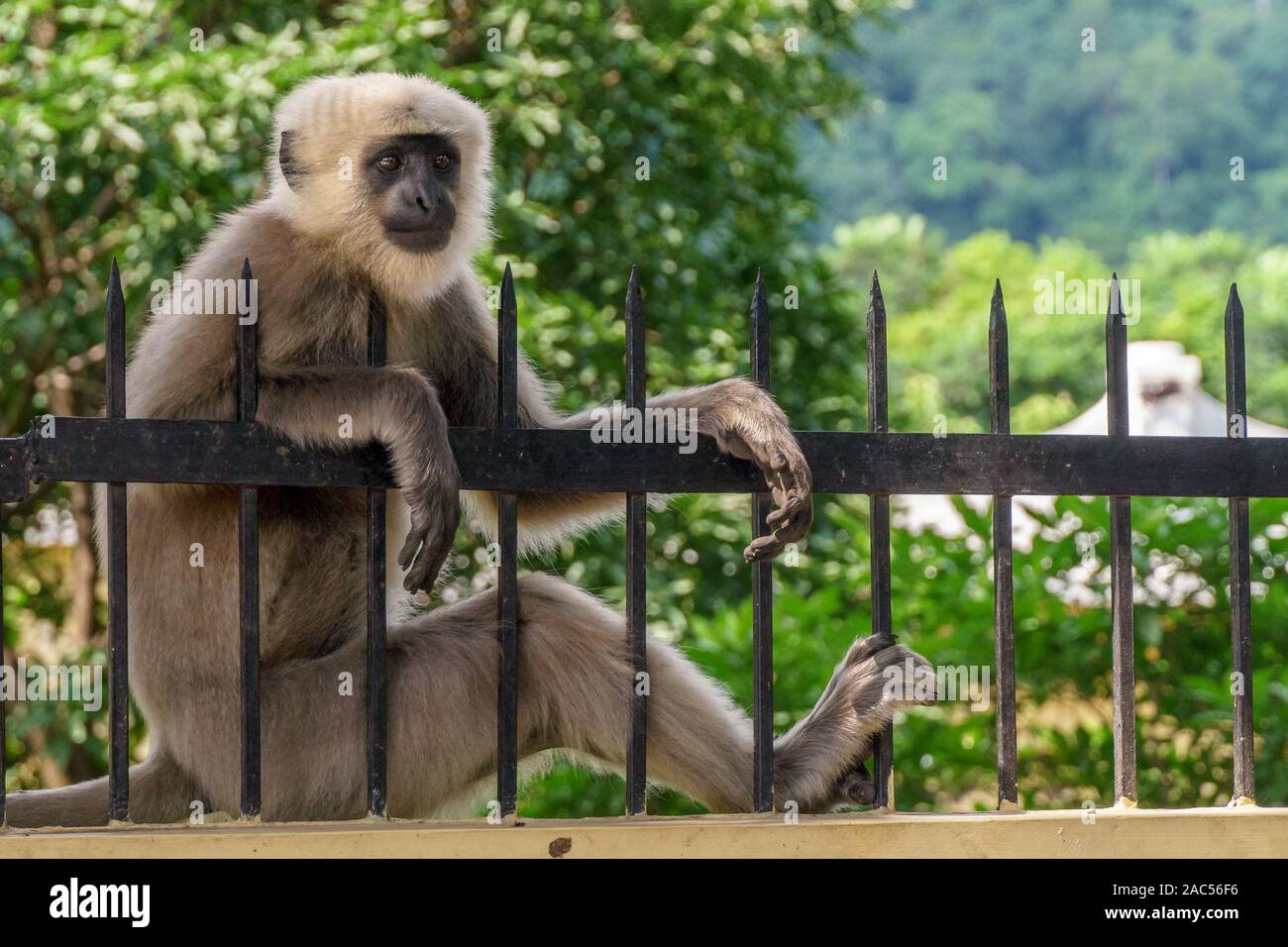 Grey Monkey chilling in a funny position on metal fence in Rishikesh ...