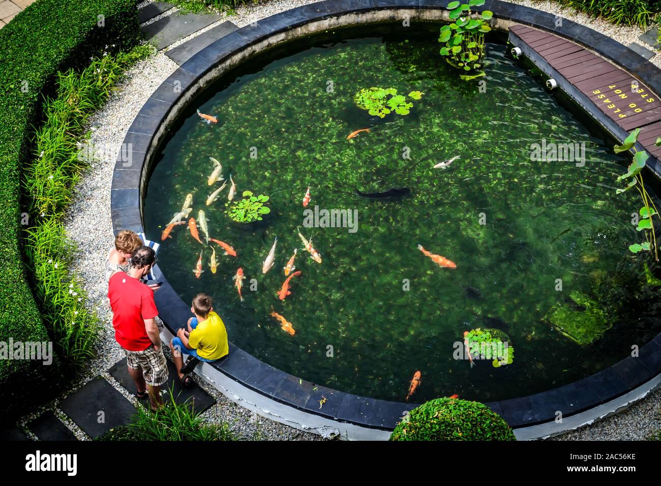 a family stands around a round koi fish pond with many koi carp fish in ...