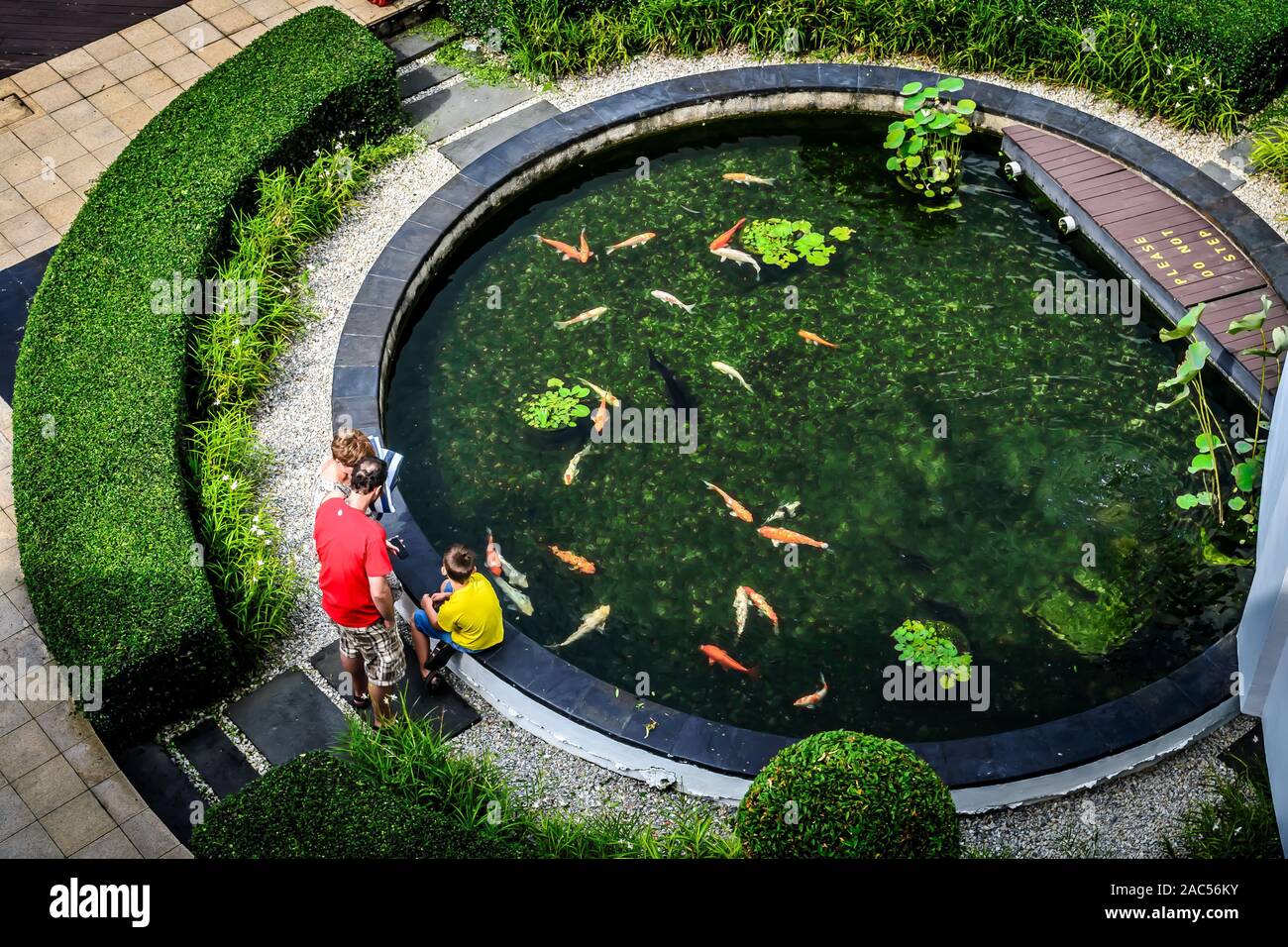 a family stands around a round koi fish pond with many koi carp fish in ...