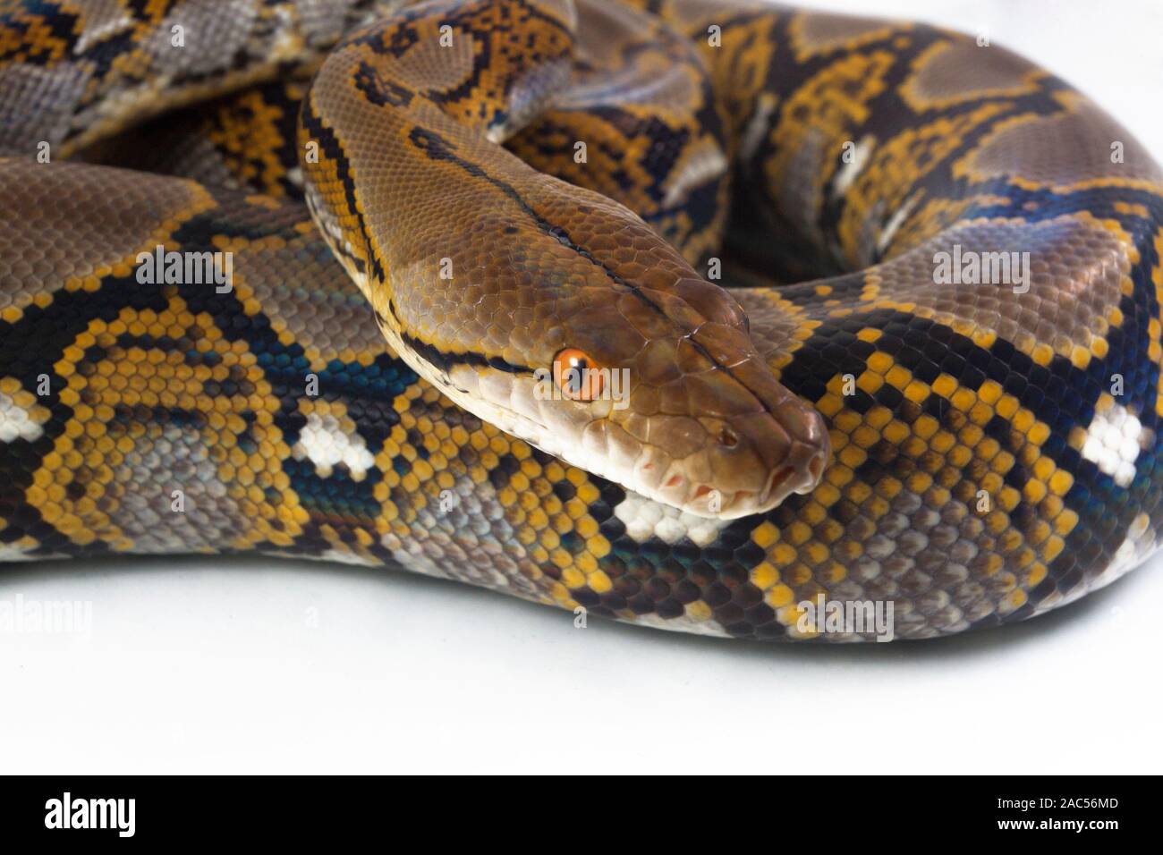 Reticulated Python (Python reticulatus) isolated on white background ...