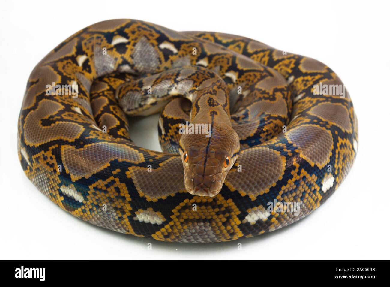 Reticulated Python (Python reticulatus) isolated on white background ...