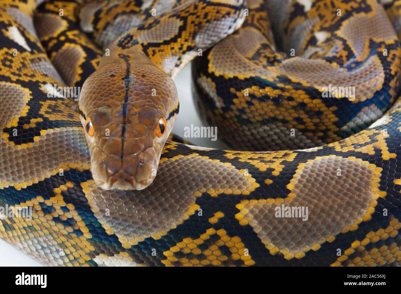 Reticulated Python (Python reticulatus) isolated on white background ...