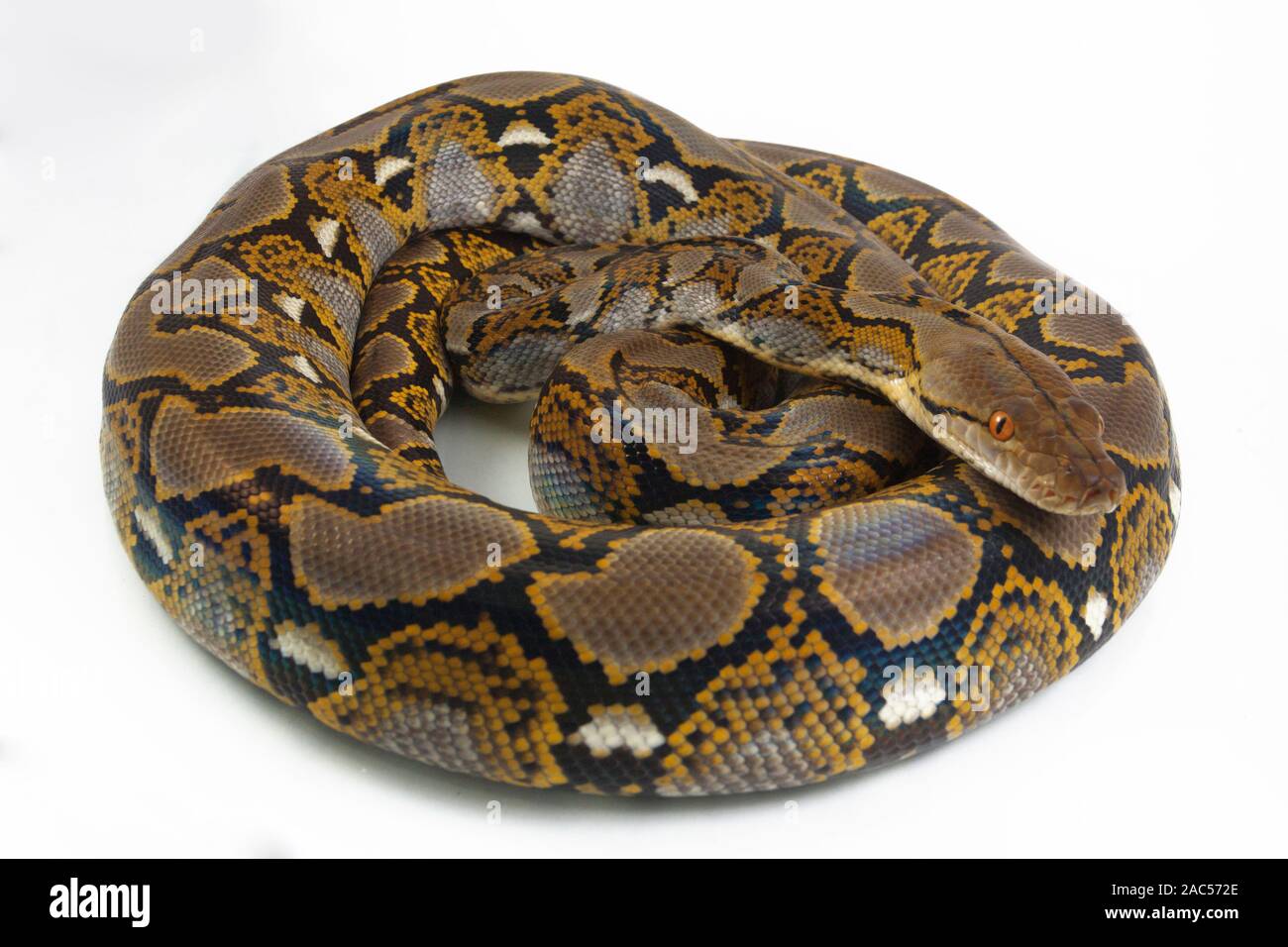 Reticulated Python (Python reticulatus) isolated on white background ...