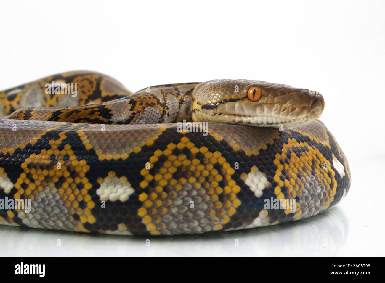 Reticulated Python (Python reticulatus) isolated on white background ...