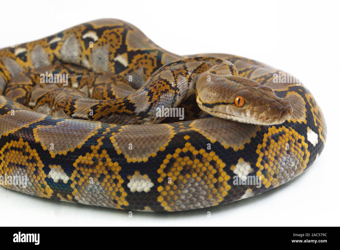 Reticulated Python (Python reticulatus) isolated on white background ...