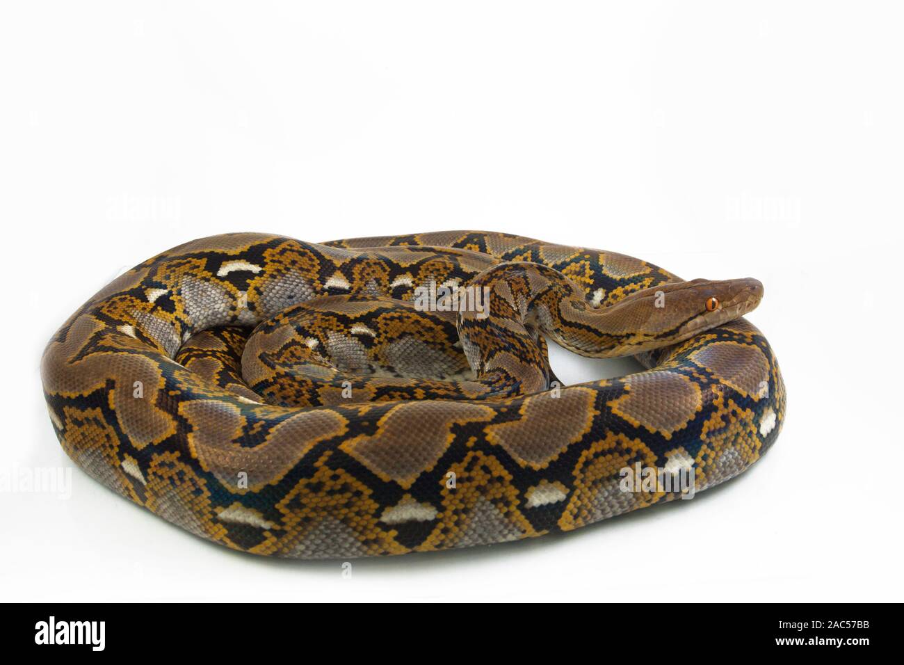 Reticulated Python (Python reticulatus) isolated on white background ...