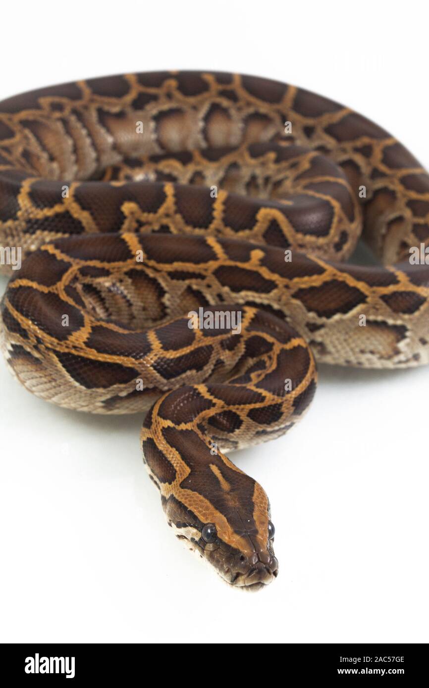 Burmese Python, Python molurus bivittatus, isolated on white background ...