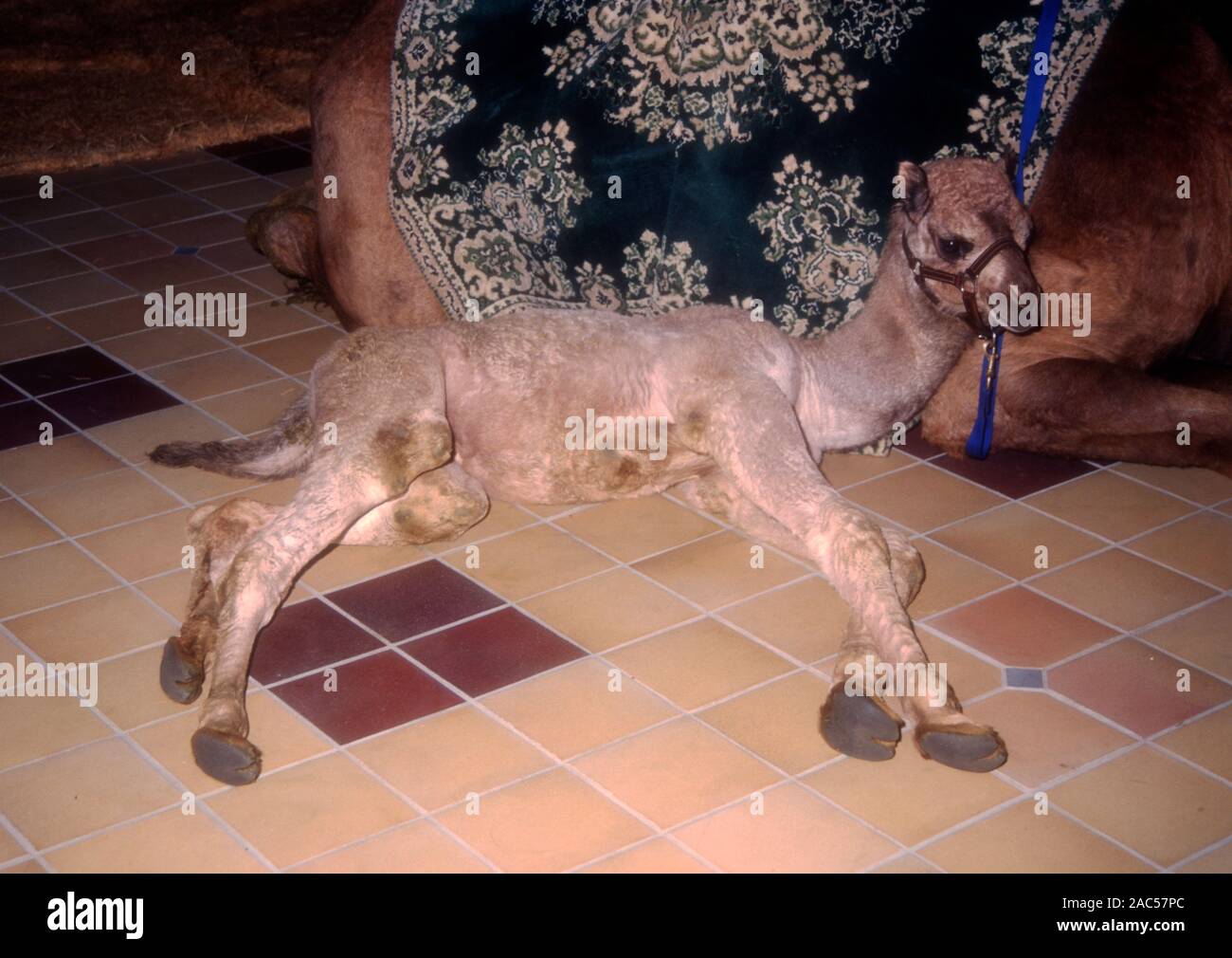 Los Angeles, California, USA 20th March 1995 A general view of ...