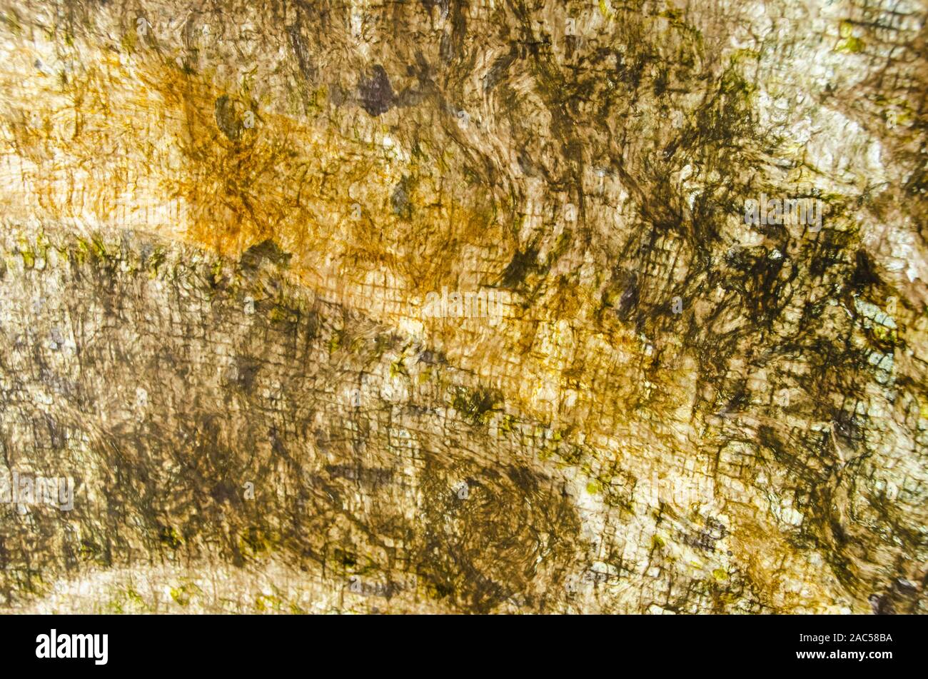 Tapa Pattern High Resolution Stock Photography and Images - Alamy