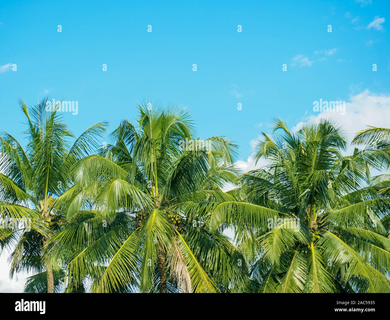 Landscape of coconut tree on sky background Stock Photo - Alamy