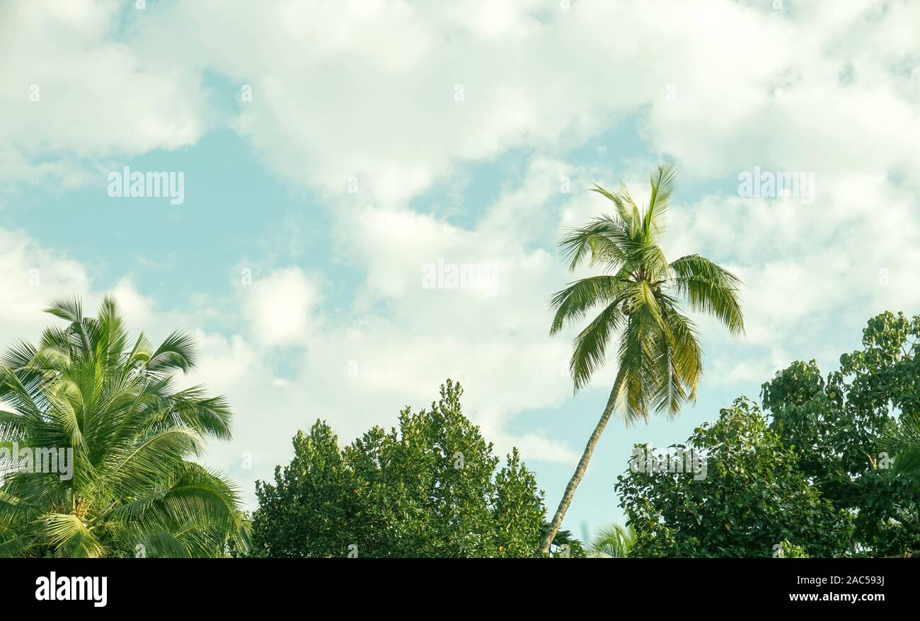 Landscape of coconut tree on sky background Stock Photo - Alamy
