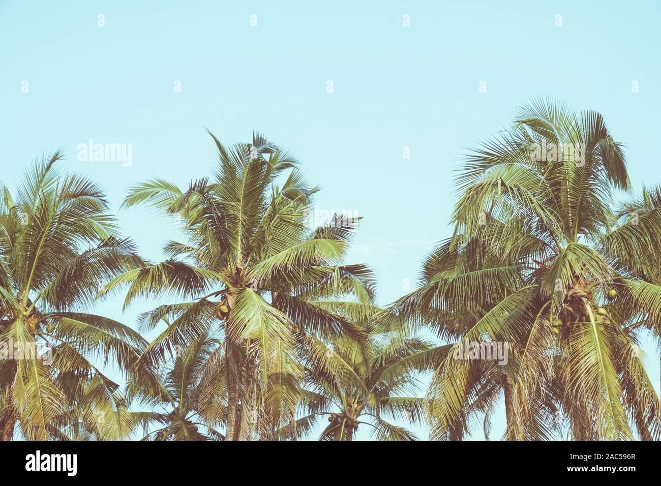 Landscape of coconut tree on sky background Stock Photo - Alamy