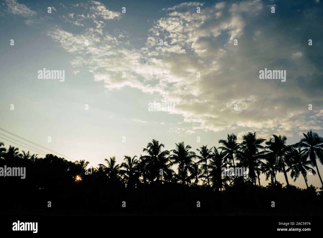 Landscape of coconut tree on sky background Stock Photo - Alamy