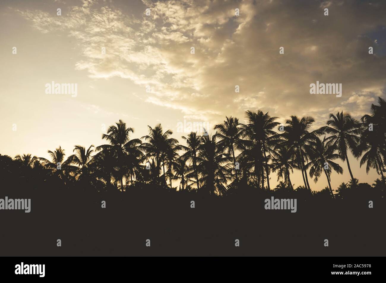 Landscape of coconut tree on sky background Stock Photo - Alamy