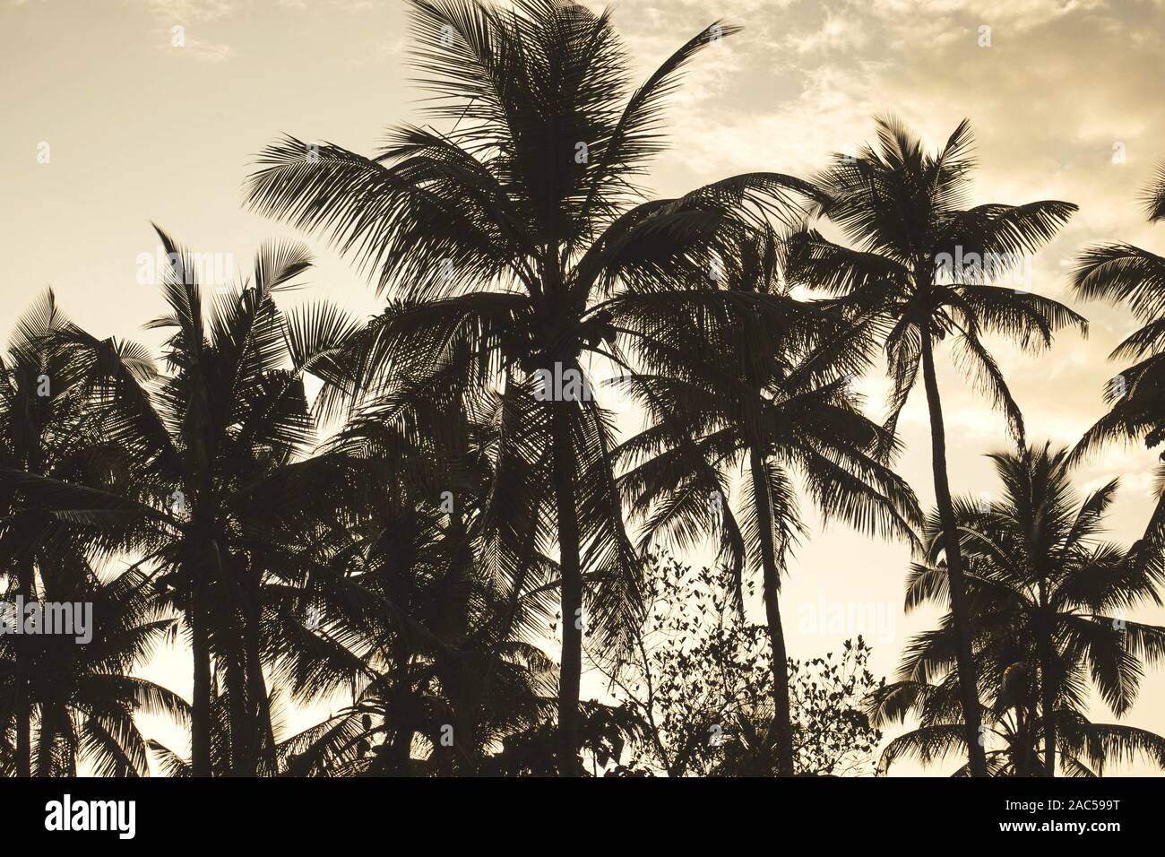 Landscape of coconut tree on sky background Stock Photo - Alamy