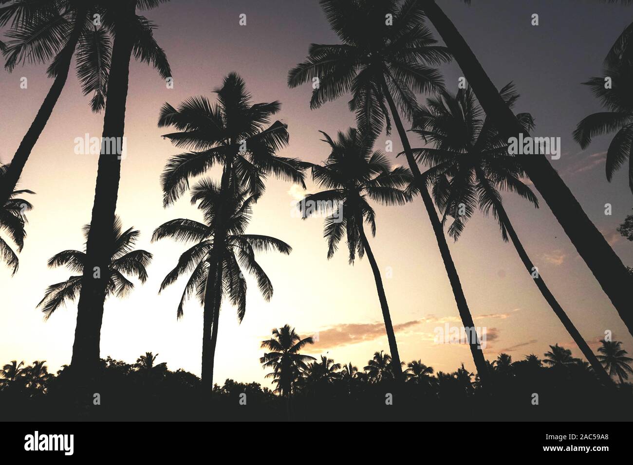 Landscape of coconut tree on sky background Stock Photo - Alamy