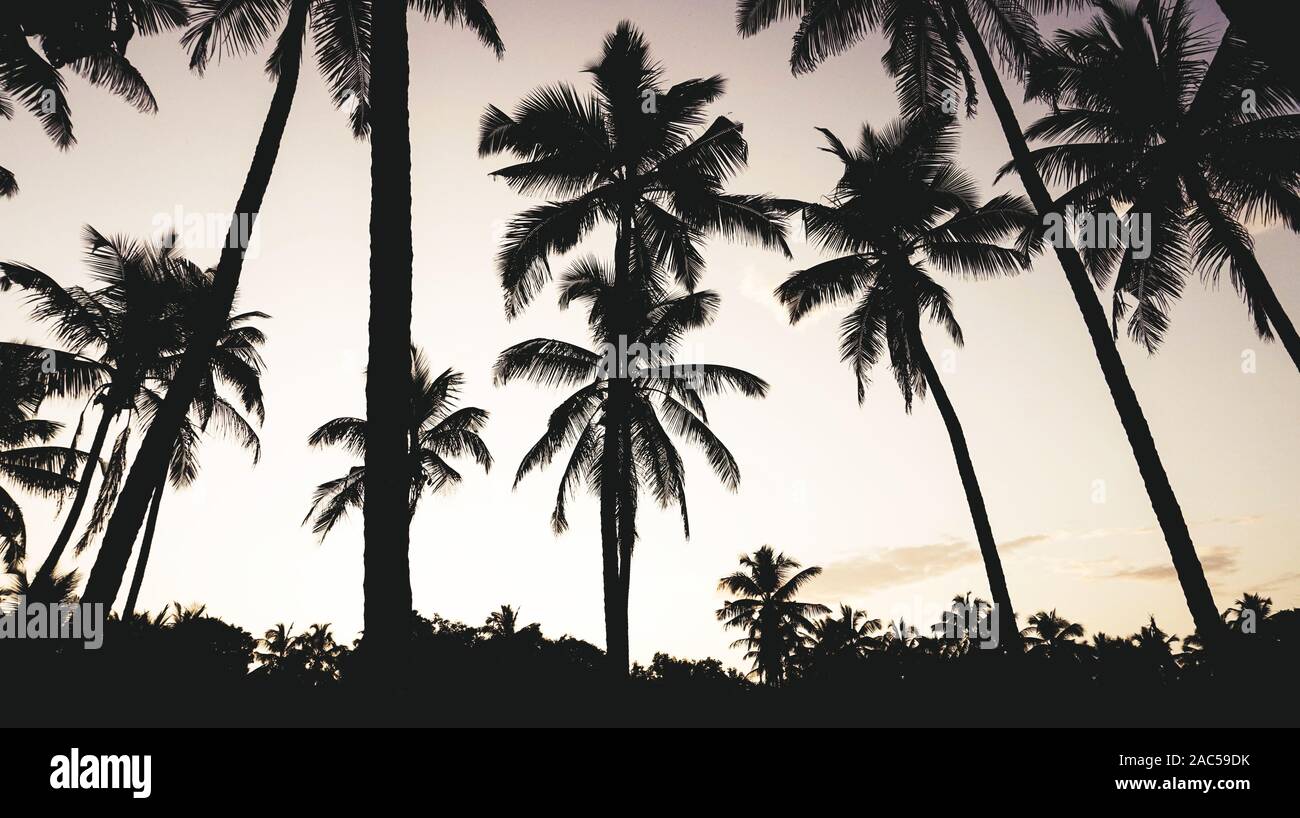 Landscape of coconut tree on sky background Stock Photo - Alamy