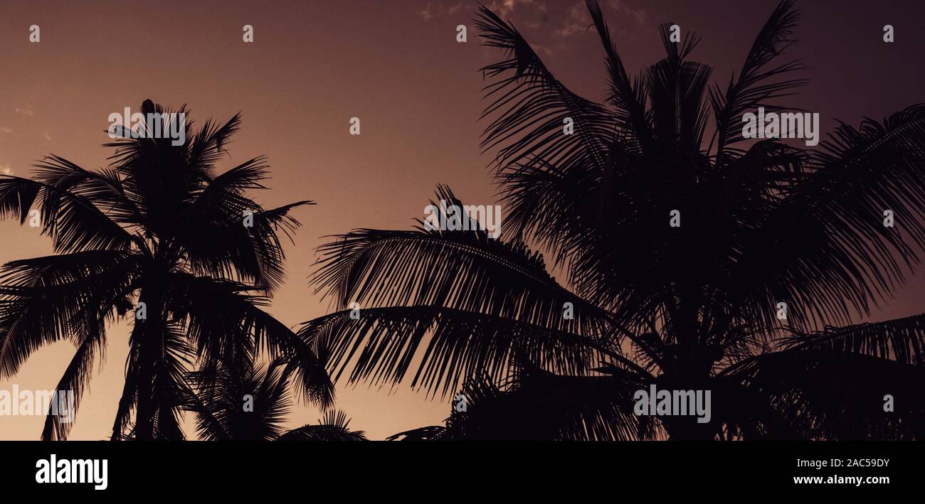 Landscape of coconut tree on sky background Stock Photo - Alamy