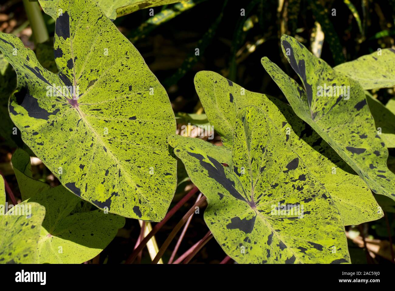 Taro leaves hi-res stock photography and images - Alamy
