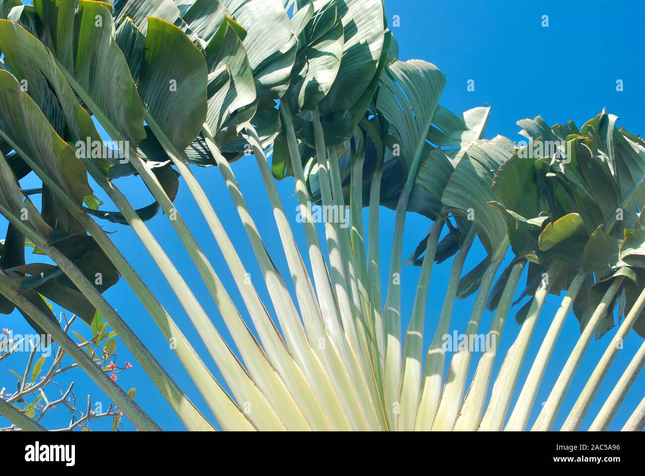 Travelers palm tree ravenala madagascariensis hi-res stock photography ...