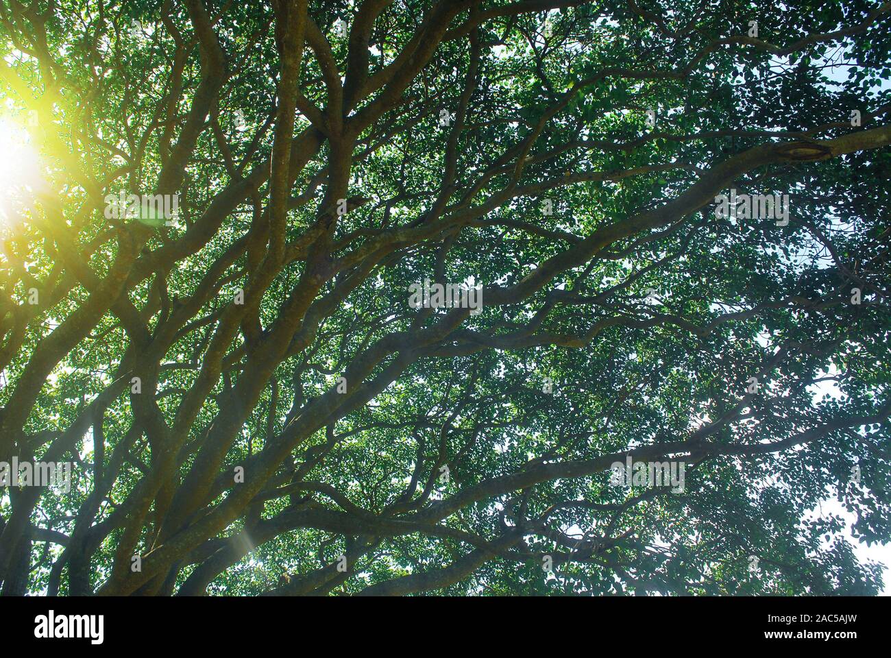Curvy tree trunk with leaves hi-res stock photography and images - Alamy