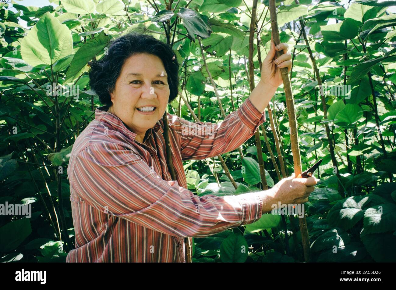 Wauke grove hi-res stock photography and images - Alamy