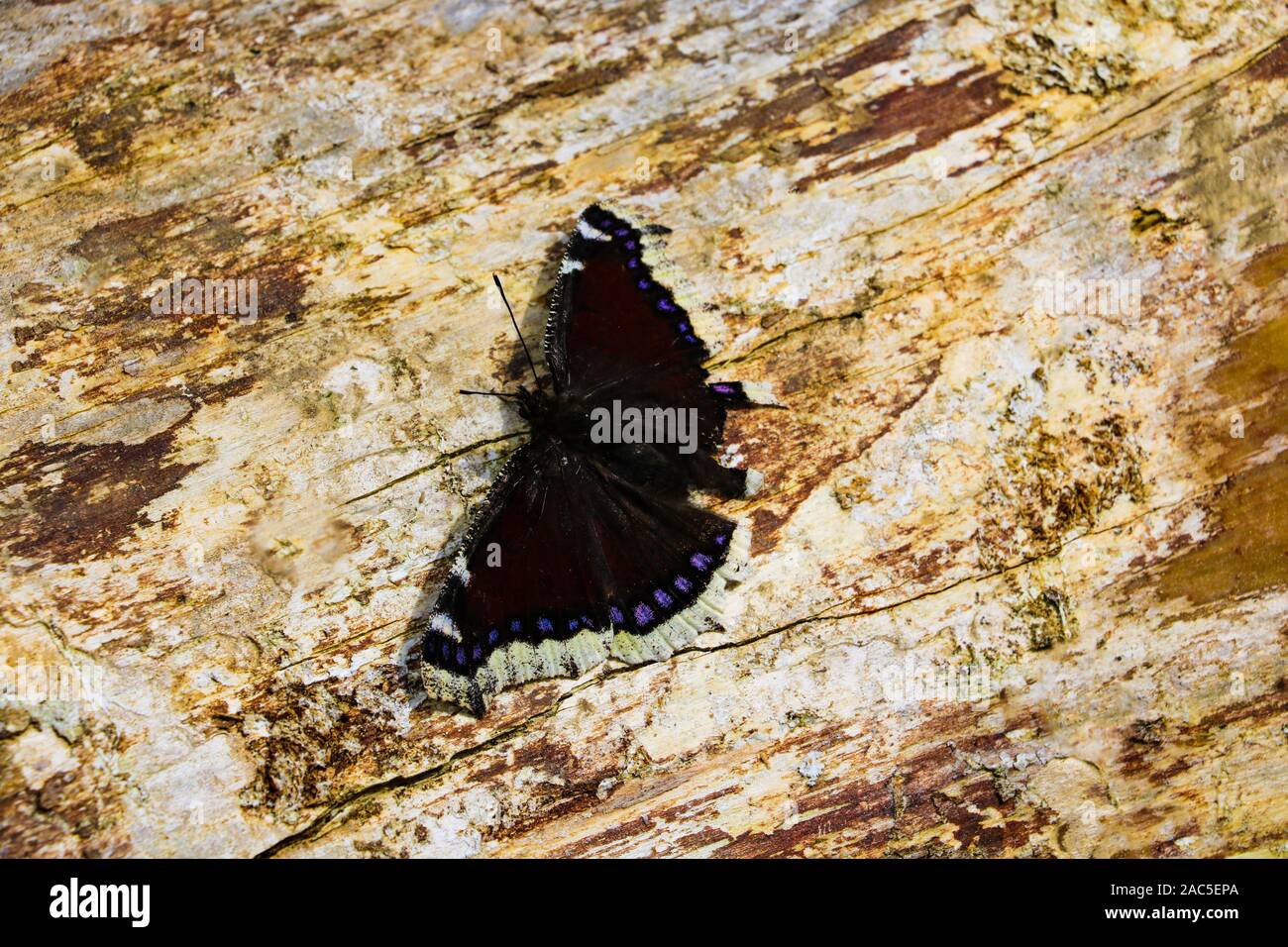 Dark butterfly hi-res stock photography and images - Alamy