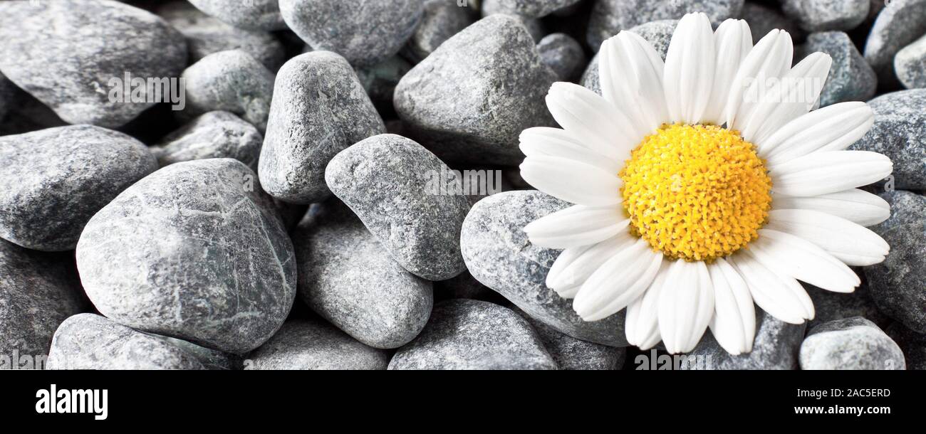 Stones and daisy close up Stock Photo - Alamy