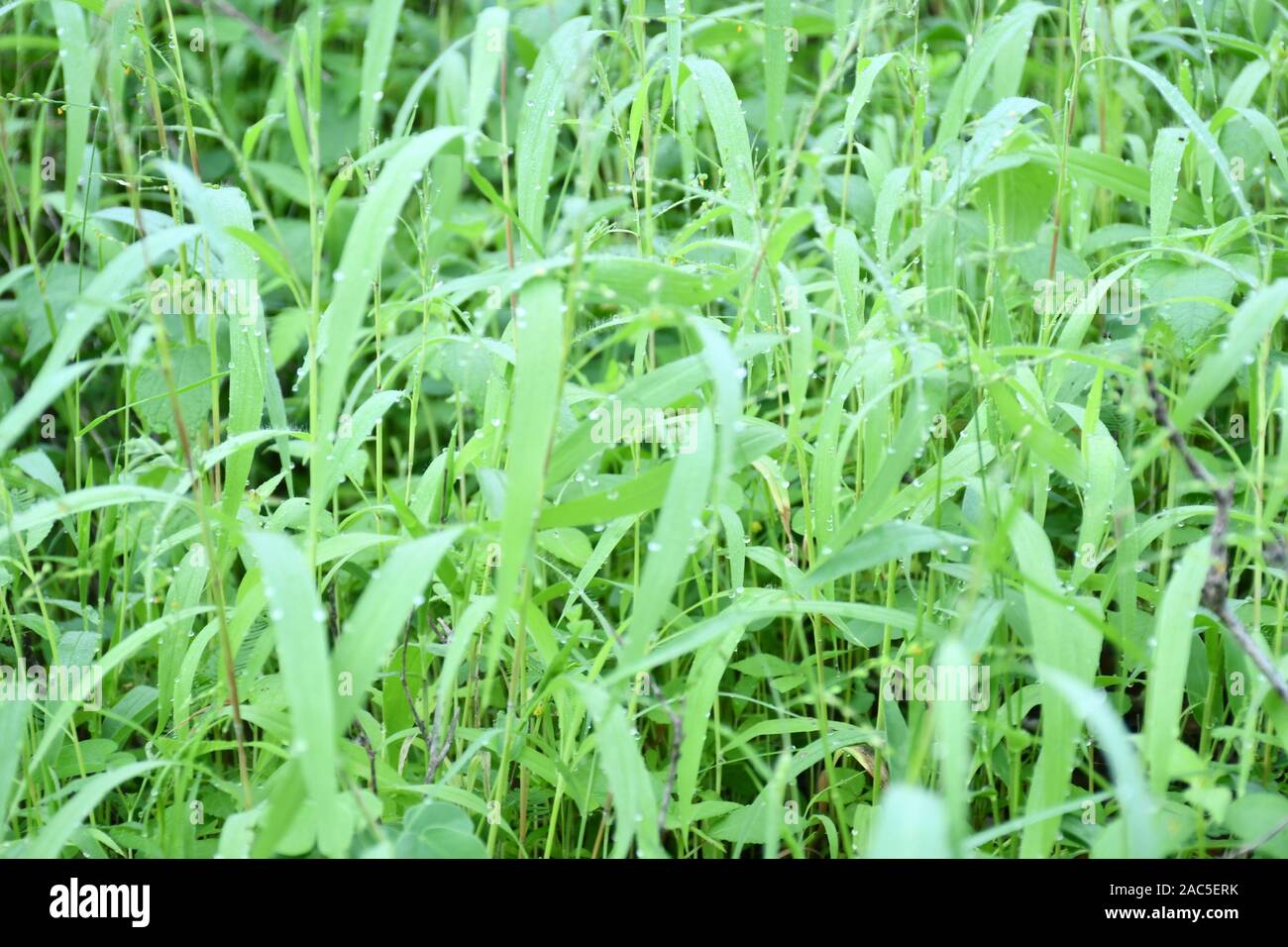 Indian Green farm, at Gujarat, India, Millet farm Stock Photo - Alamy