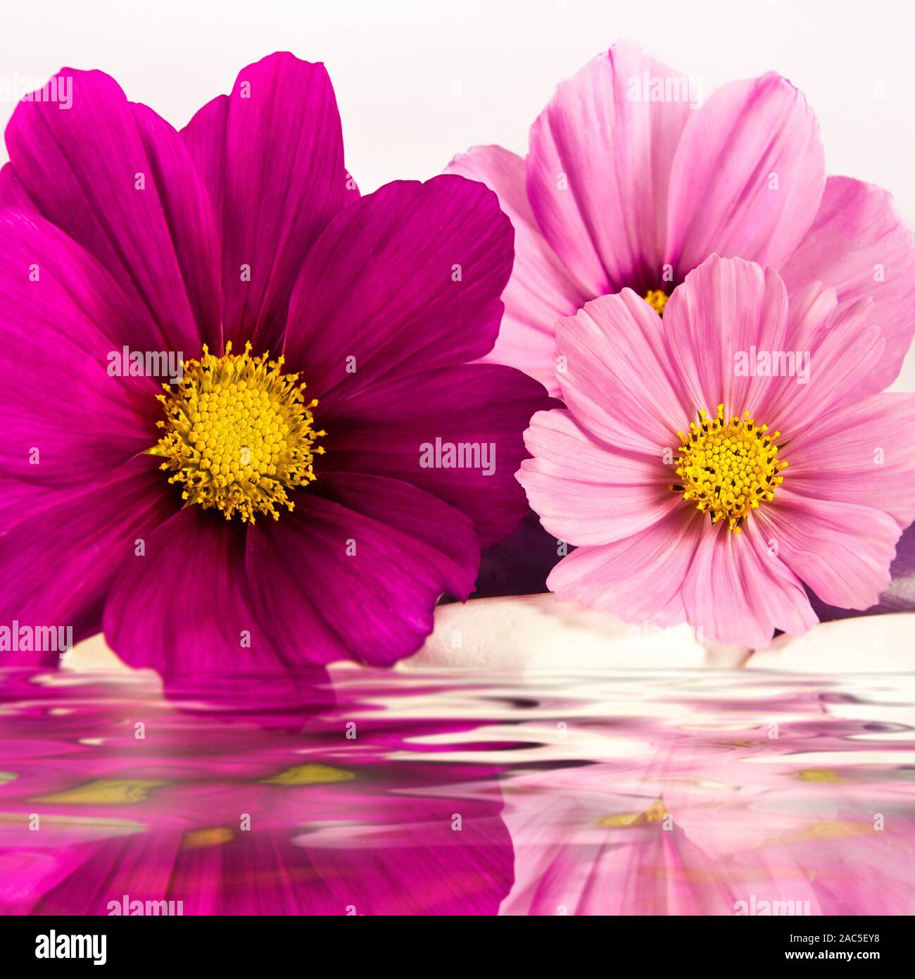 Wellness flowers and decoration stones Stock Photo - Alamy