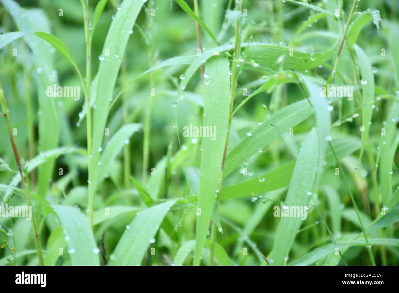 Indian greenery hi-res stock photography and images - Alamy