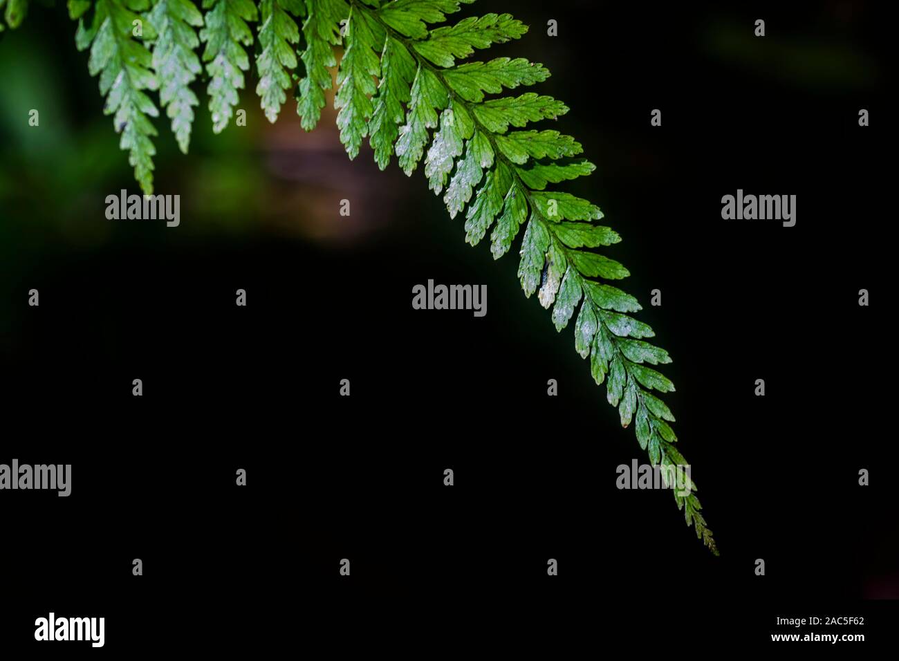 Kalopa state park hi-res stock photography and images - Alamy