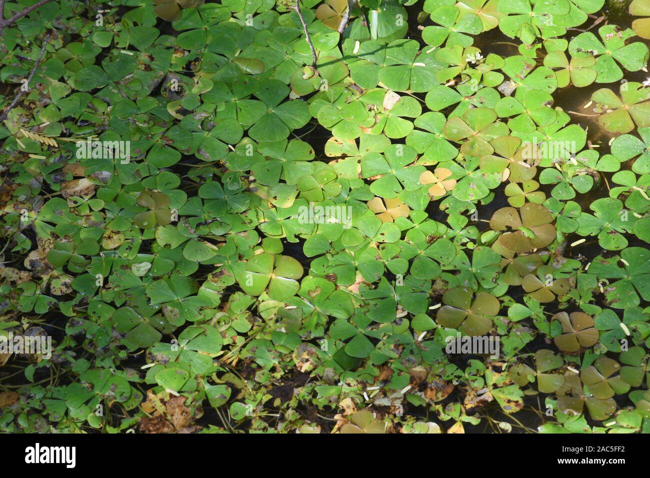 small leaf flower in the water use for background and looking so nice ...
