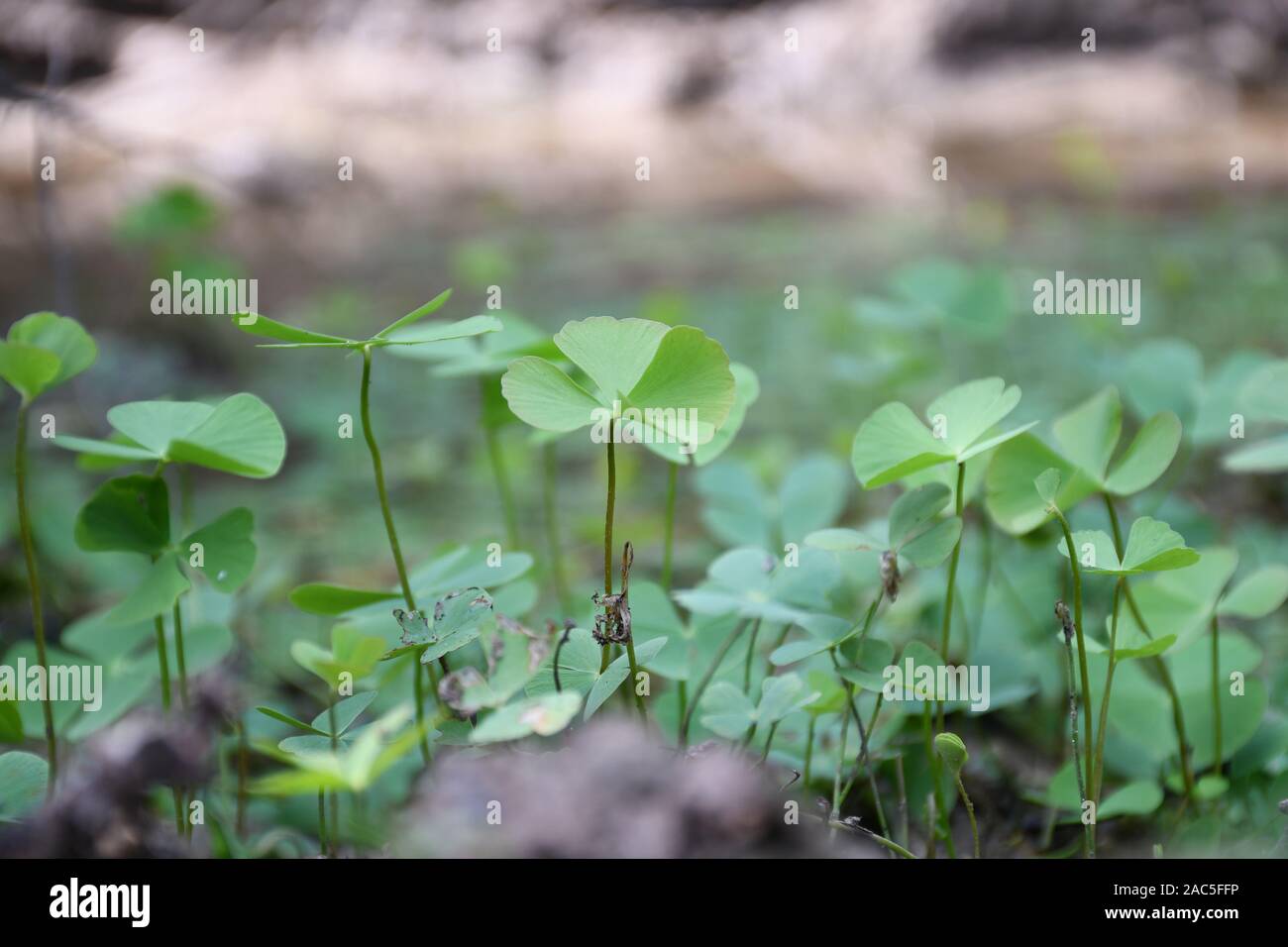 small leaf flower in the water use for background and looking so nice ...